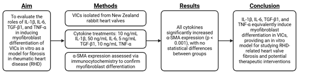 In Vitro Model of Valvular Fibrosis: Valve Interstitial Cells of ...